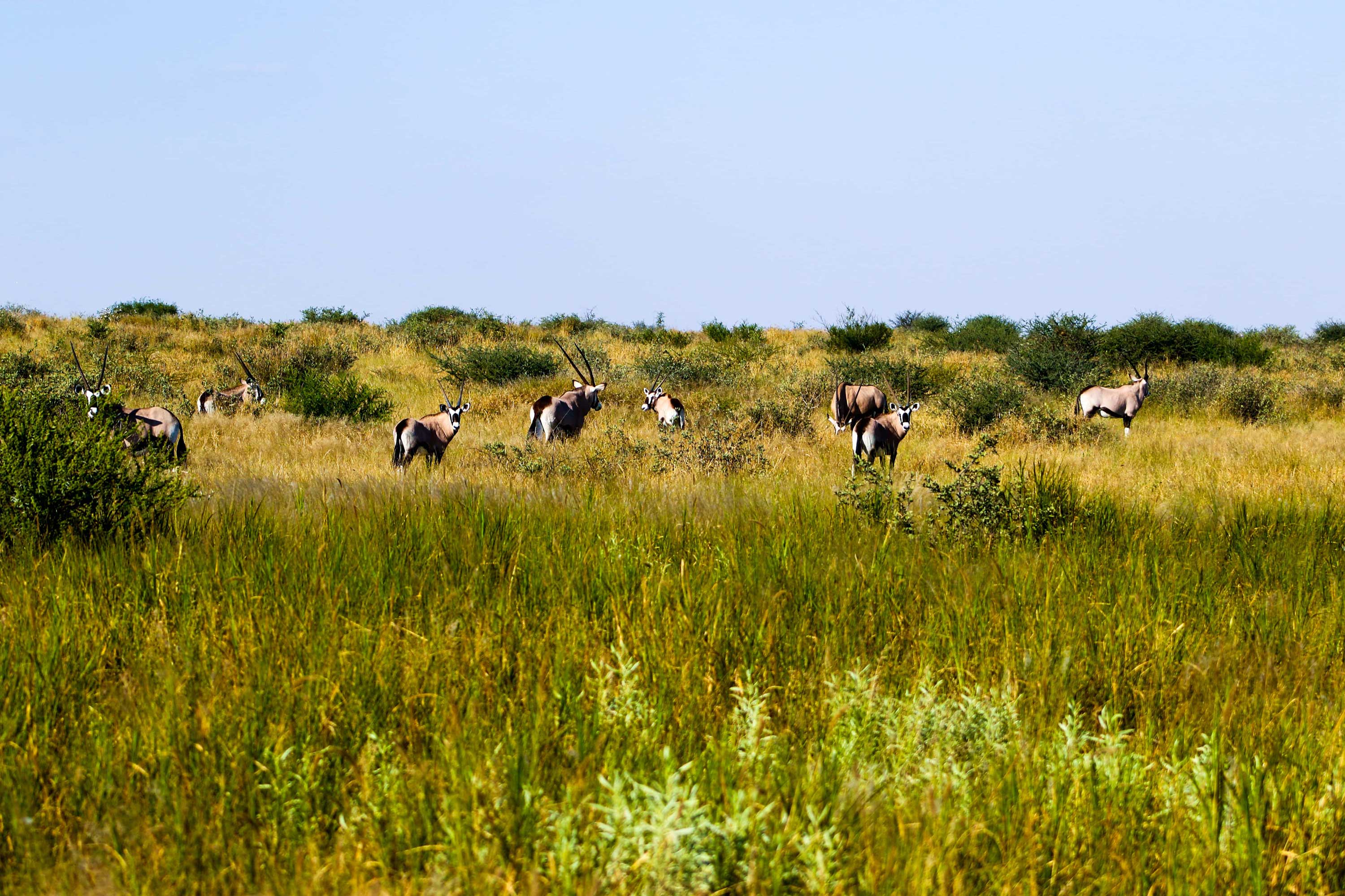 Central Kalahari Game Reserve | Botswana Tourism Organisation