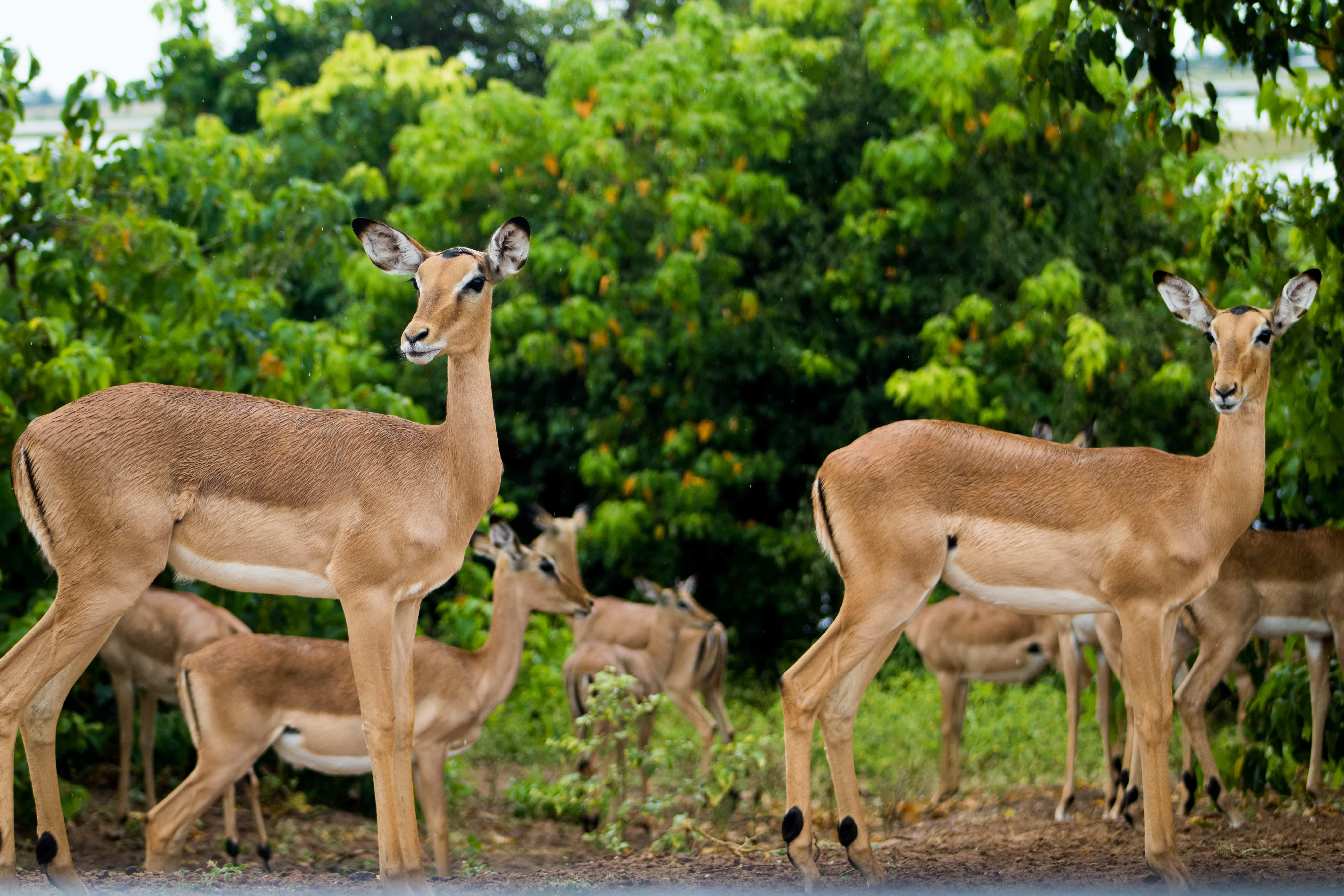 Chobe | Botswana Tourism Organisation