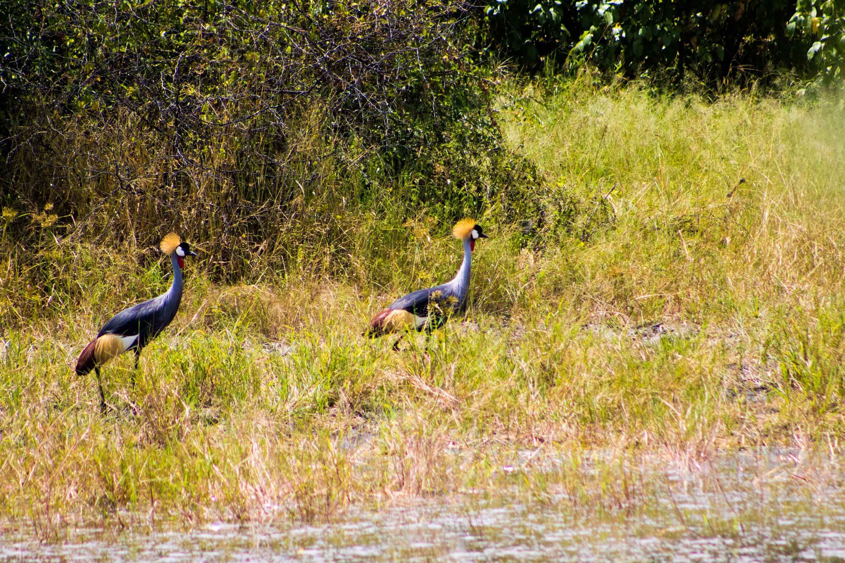 Chobe | Botswana Tourism Organisation