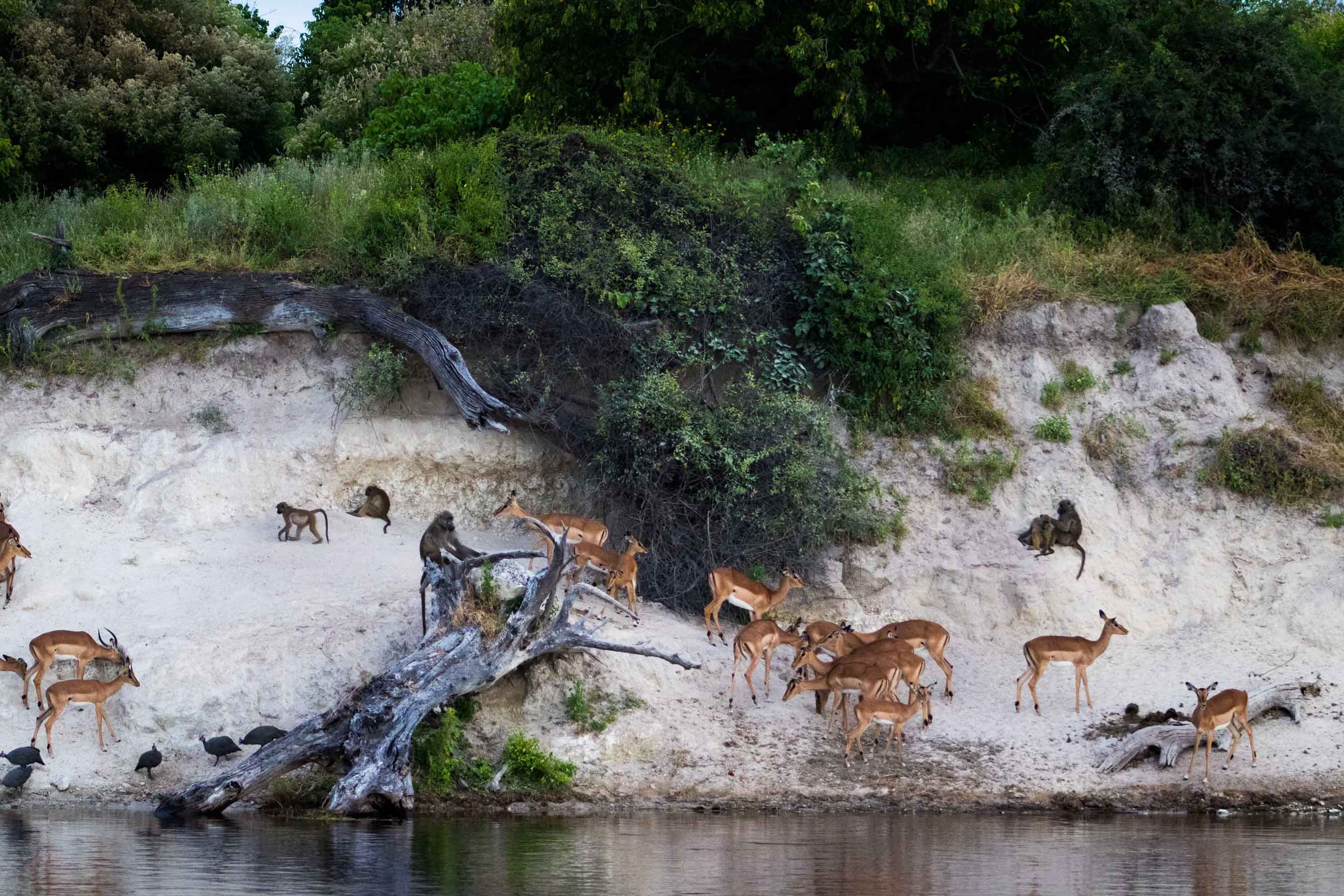 Chobe | Botswana Tourism Organisation