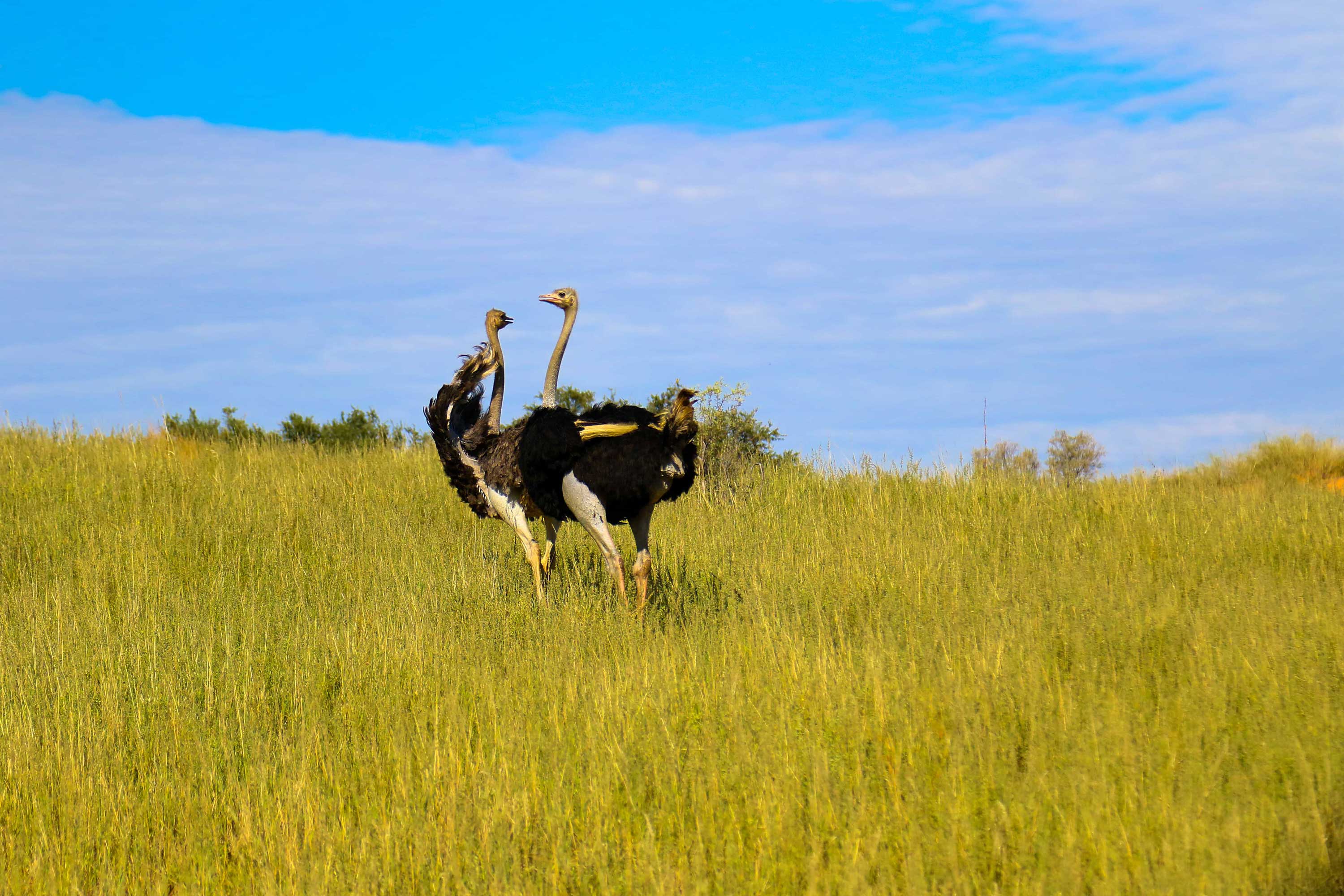 Kgalagadi Transfrontier Park | Botswana Tourism Organisation