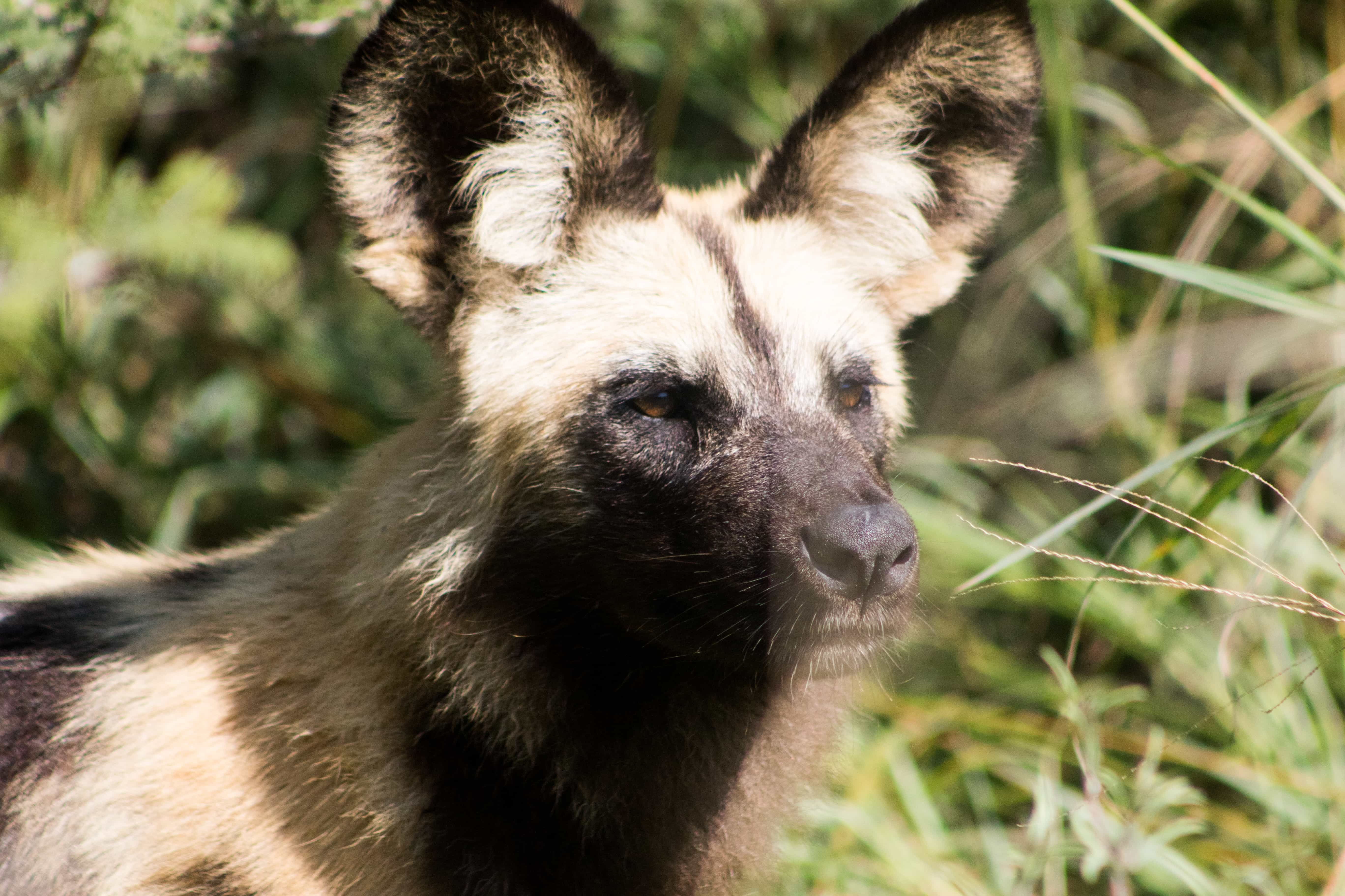 Savuti and Linyanti | Botswana Tourism Organisation