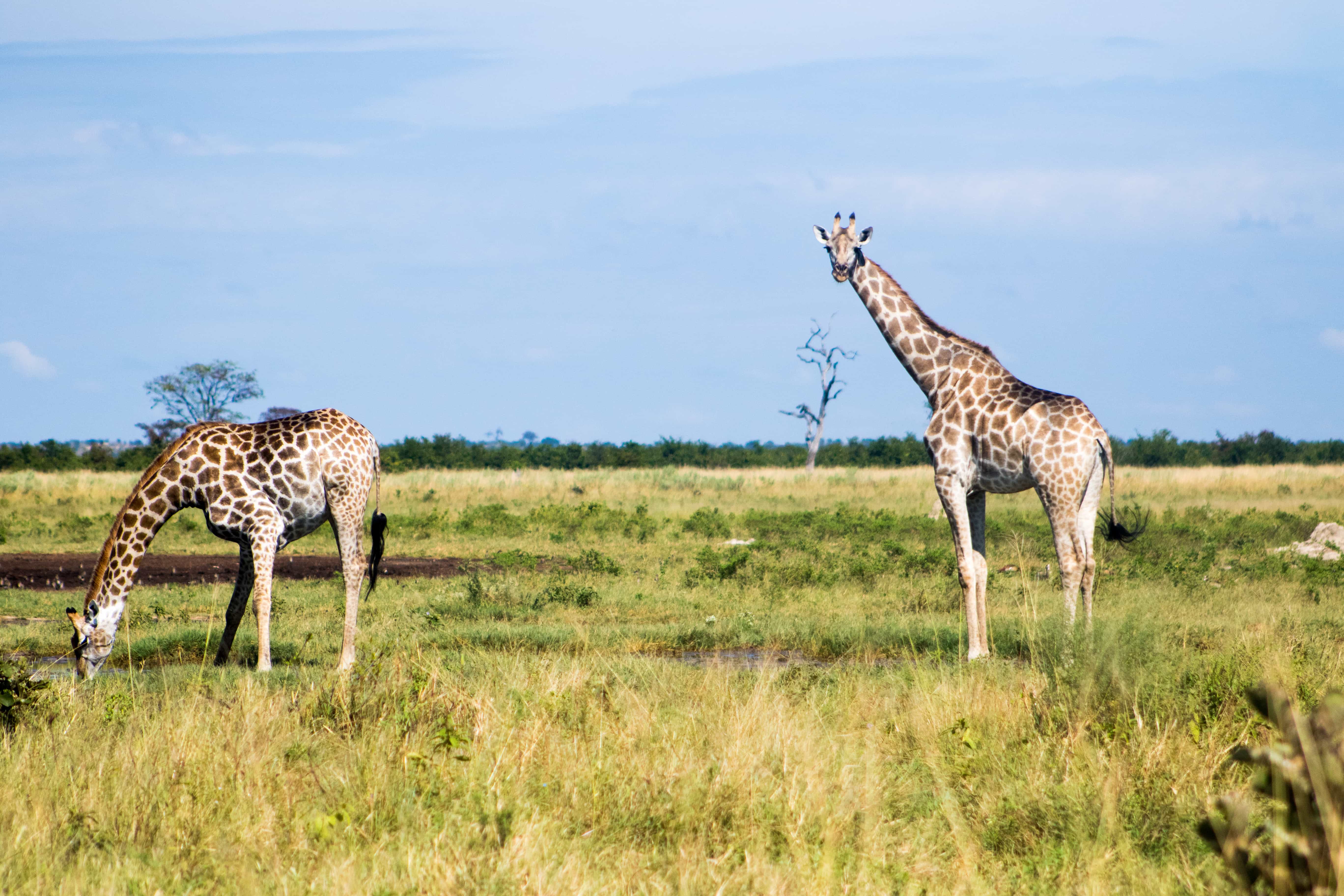 Savuti and Linyanti | Botswana Tourism Organisation