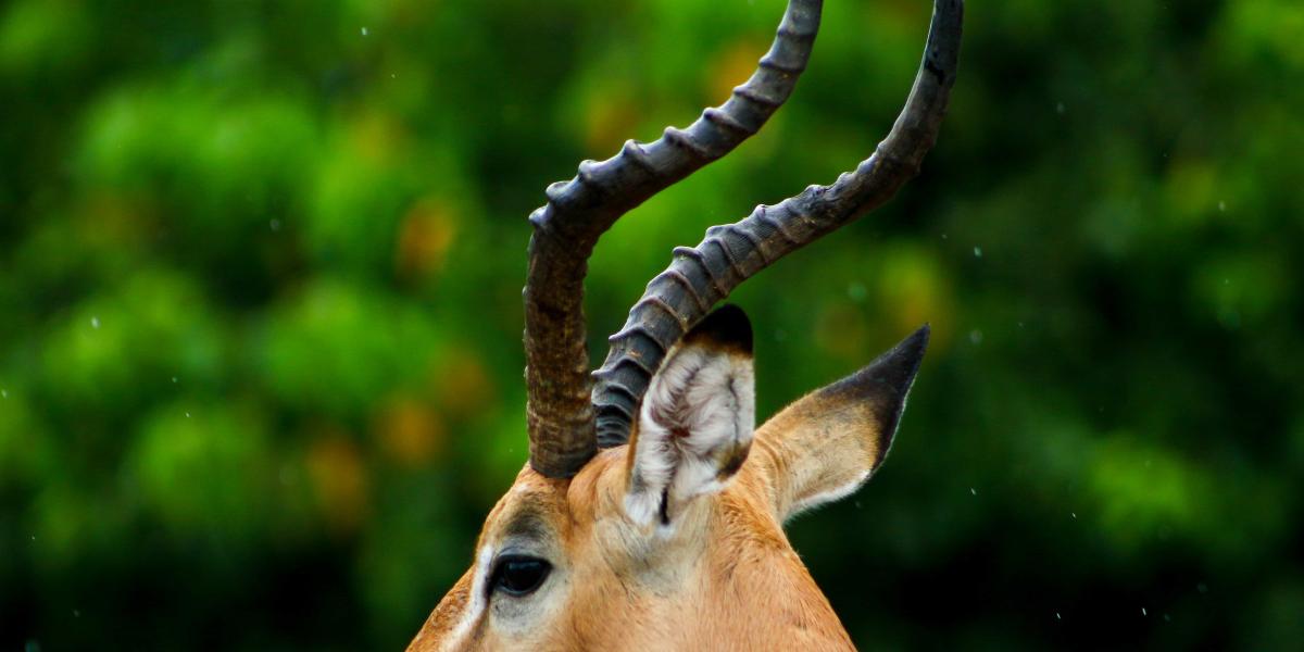 Chobe | Botswana Tourism Organisation