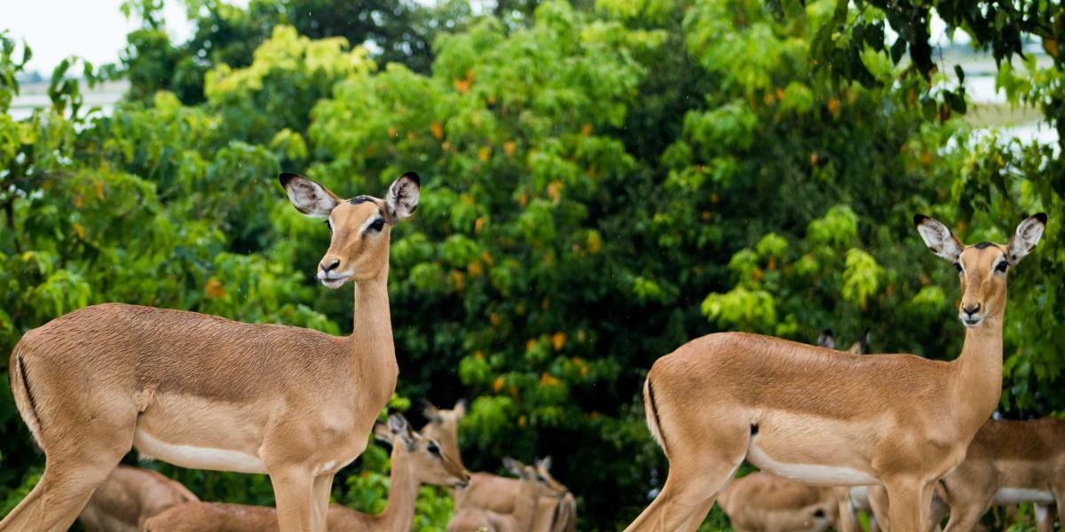 Chobe | Botswana Tourism Organisation