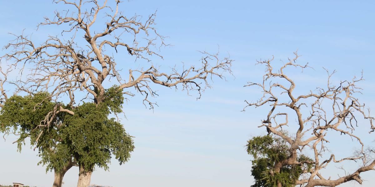 Chobe | Botswana Tourism Organisation