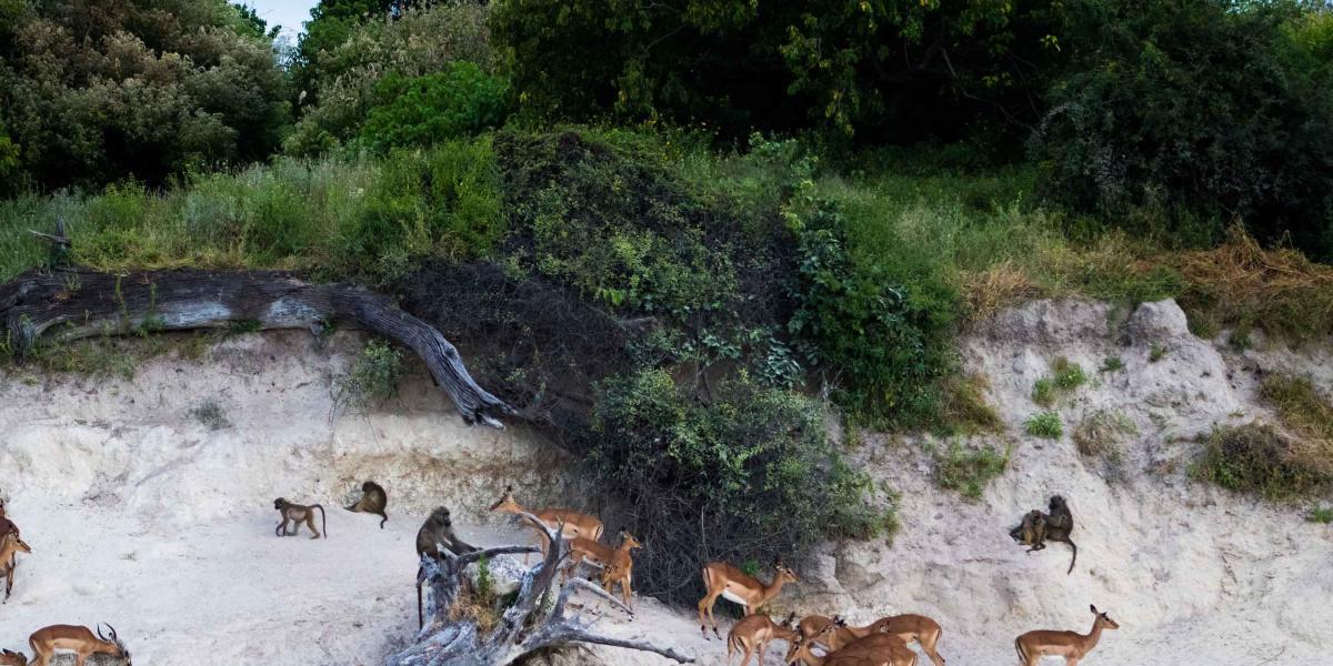 Chobe | Botswana Tourism Organisation