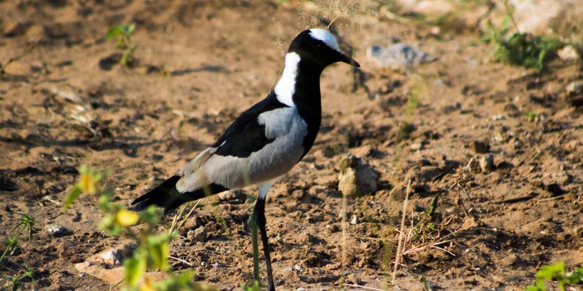 Chobe | Botswana Tourism Organisation