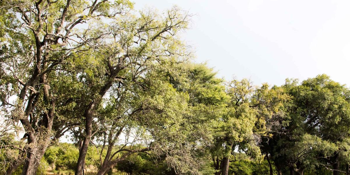 Chobe | Botswana Tourism Organisation