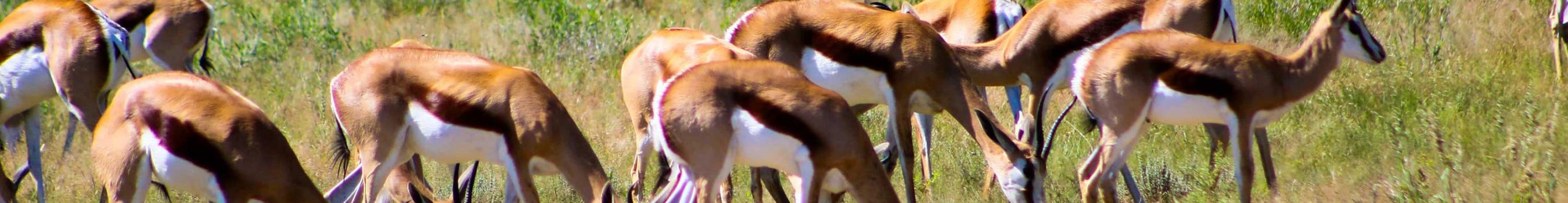 Khutse Game Reserve | Botswana Tourism Organisation